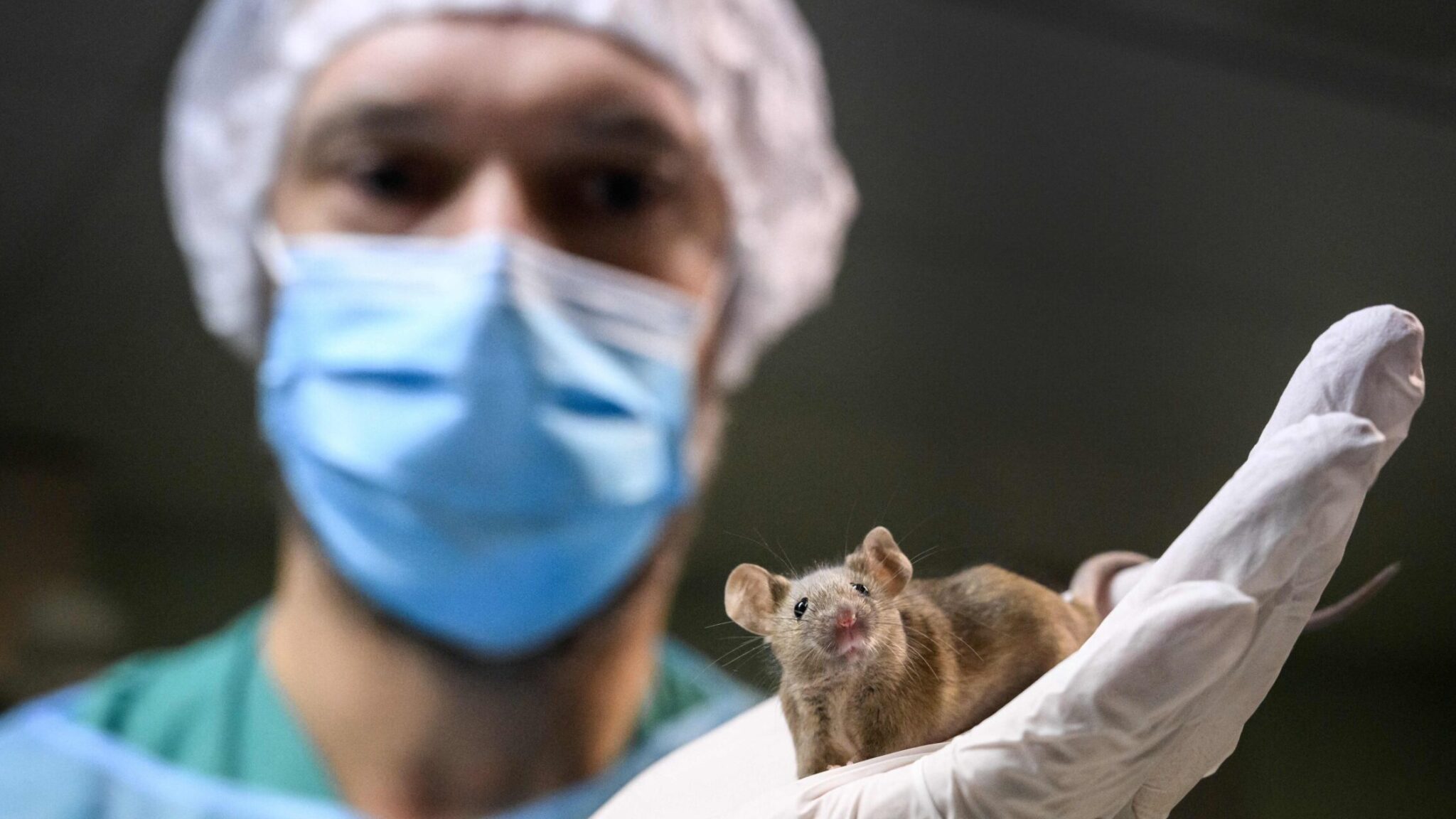 How a Mouse Brain Simulation Reveals A.I.’s Power Problem - Puck